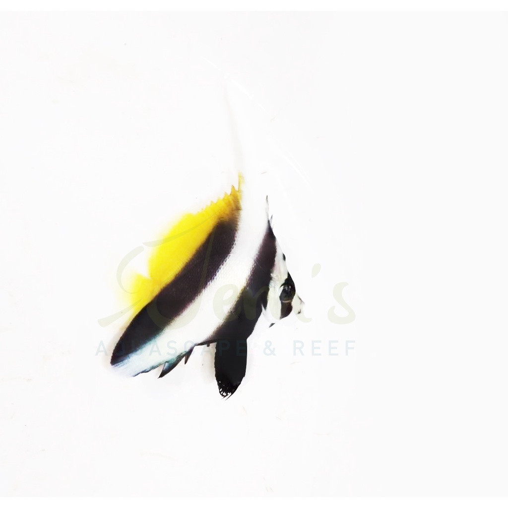 Jual Ikan Layaran Muka Hitam (Singular Bannerfish) | Shopee Indonesia