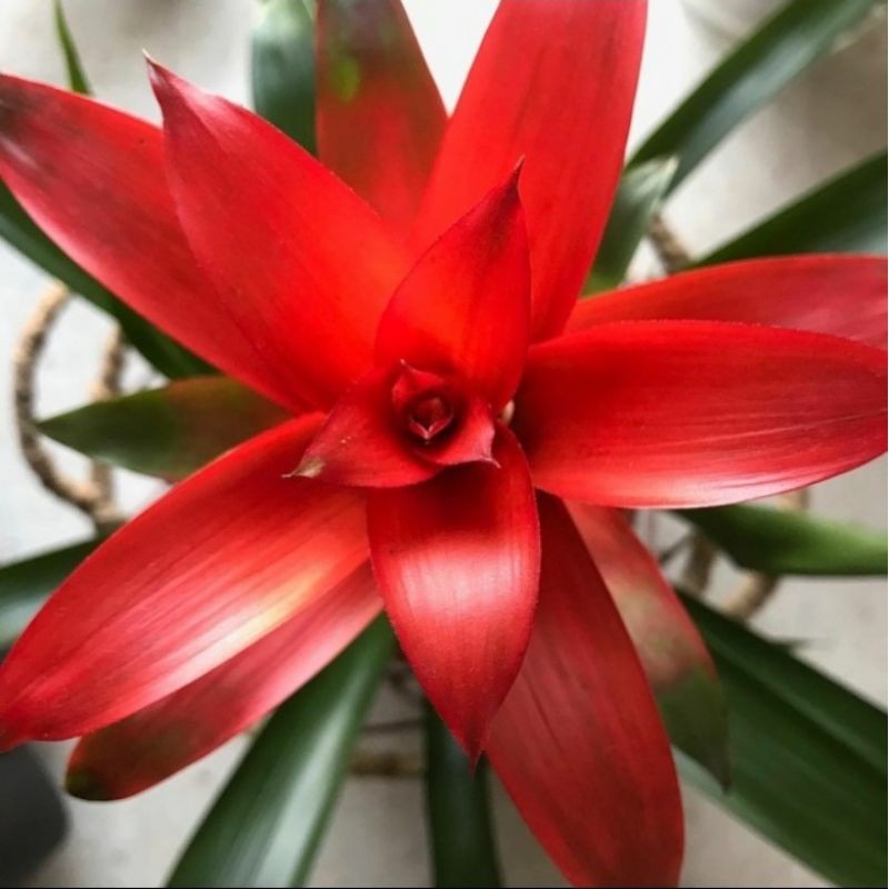 Jual ( BISA COD ) TERMURAH! Bunga Hias Bromeliad Guzmania Bunga Merah ...