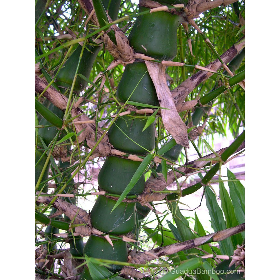 Jual Bibit bambu buddha belly / Bambu blenduk / Bambusa vulgaris 'Wamin ...