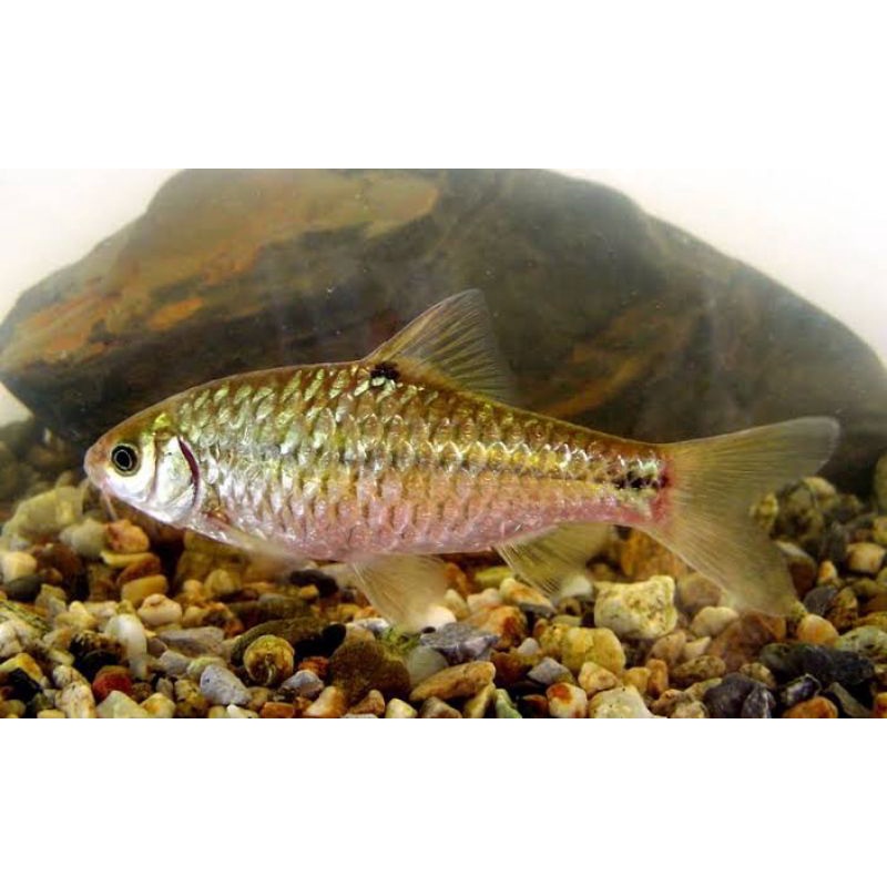 Jual ikan wader/benter harga per 10 ekor campur besar kecil | Shopee ...