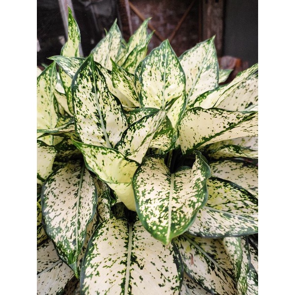 Jual PROMO!! Tanaman Hias Aglonema Siam Paragon - Tanaman Hidup-Bunga ...