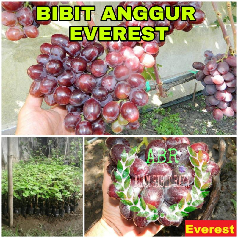 Jual Promo Bibit anggur everest cepat berbuah | Shopee Indonesia