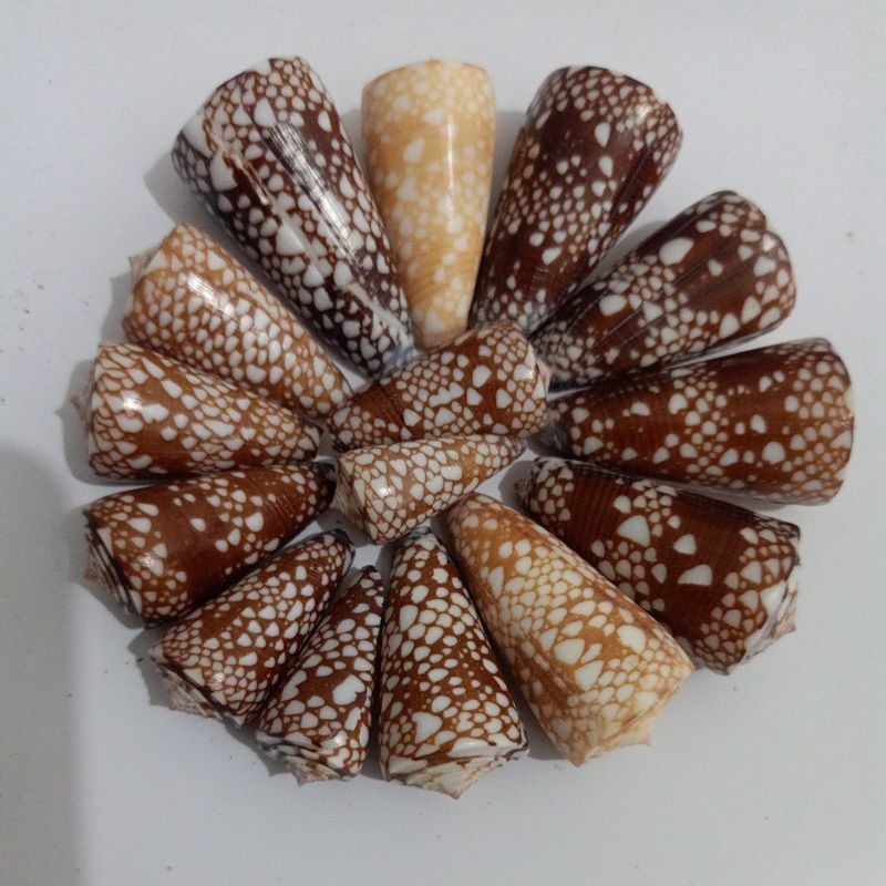 Jual CONUS GISELLE/Kerang antik | Shopee Indonesia