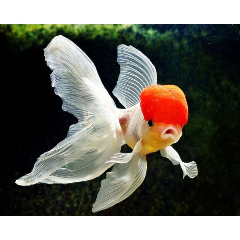 Jual ikan mas koki oranda | Shopee Indonesia