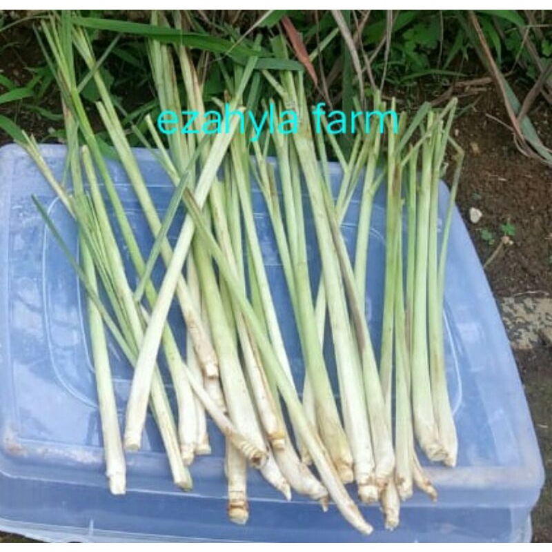Jual sereh / serai ORGANIK 500g | Shopee Indonesia