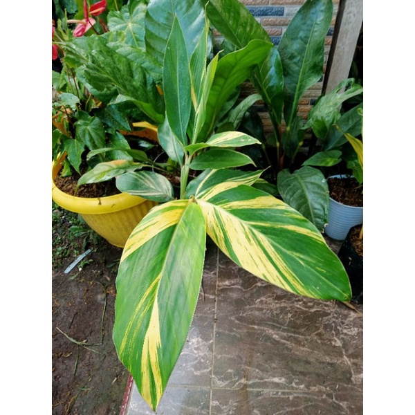 Jual calathea variegata alpinia zerumbet/calathea variegata kuning ...
