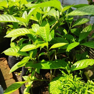 Jual Bibit Tricanthera gigantea/ketum ayam/tricantera/TG/trichantera ...