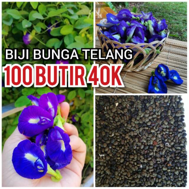 Jual BIJI BUNGA TELANG MURAH | Shopee Indonesia