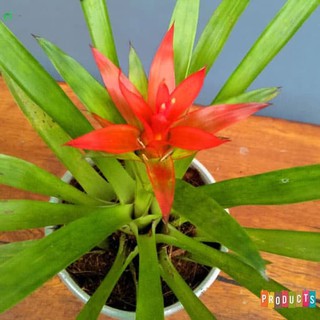 Jual Tanaman hias bromelia bunga merah - Guzmania ostara Jenis tanaman ...