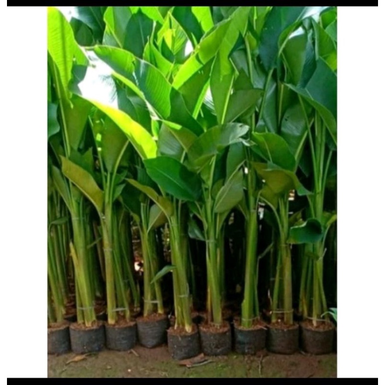 Jual pisang bogor tanaman hias | Shopee Indonesia