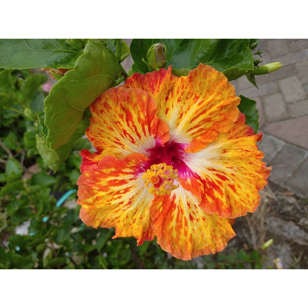 Jual Tanaman Hibiscus~Bibit Tumbuhan Hibiscus Rosa Sinensis~Minimal ...