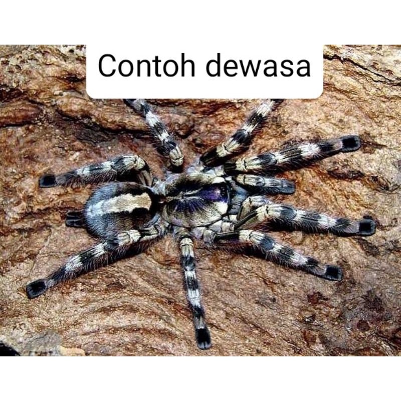Jual mainan Tarantula poecilotheria Formosa 5-6 cm | Shopee Indonesia