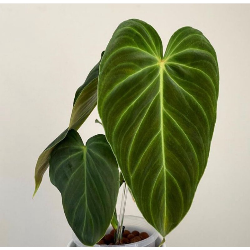 Jual Tanaman Hias Philodendron splendid Philo Silangan Melano Pilo ...