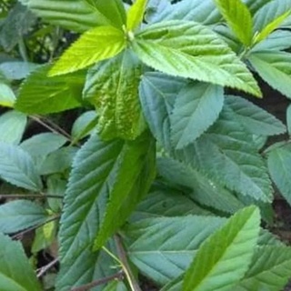 Jual JUS DAUN SIDAGURI JANTAN / SADAGORI / FRESH 250 ML | Shopee Indonesia