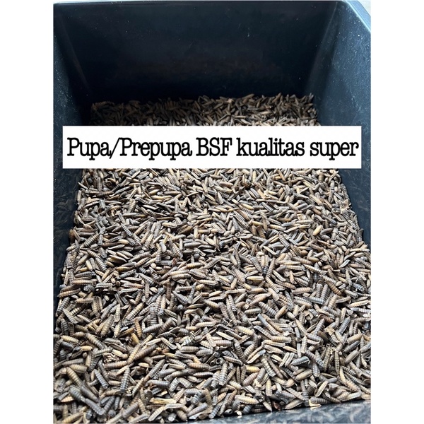 Jual Pupa/Prepupa Maggot BSF 100gr pakan ternak alternatif Indonesia ...