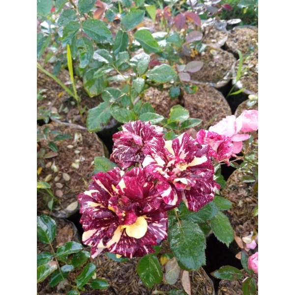 Jual mawar batik abra | Shopee Indonesia