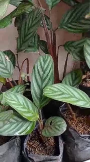 Jual Calathea Stromata / Meranti Sepat Indonesia|Shopee Indonesia
