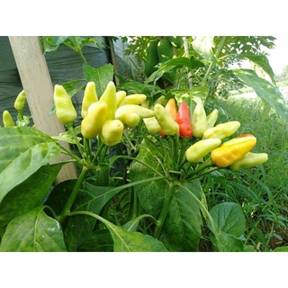 Jual 30Bibit Cabe Rawit Prentul Klaster Benih Cabai Rawit Merah Viral ...