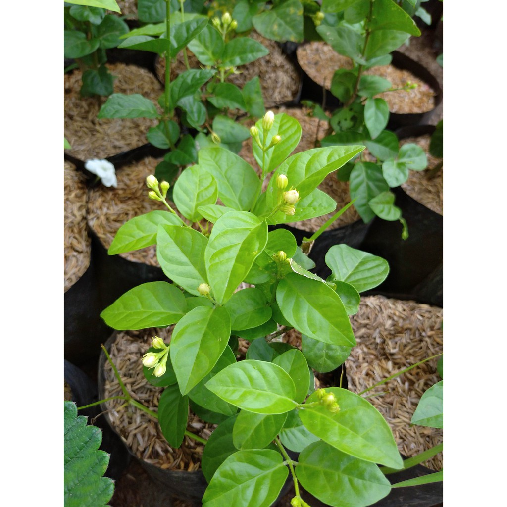 Jual Tanaman Hias Melati Gambir~Bibit tumbuhan Melati~Jasminum sambac ...