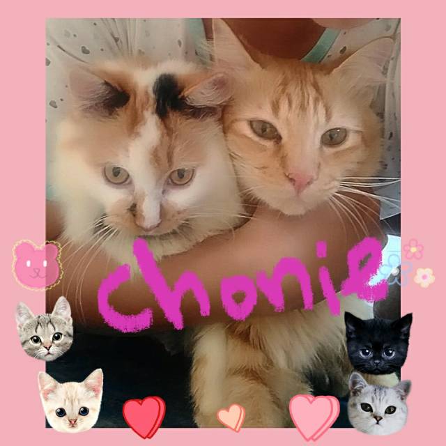 Produk Chonie_Shop | Shopee Indonesia