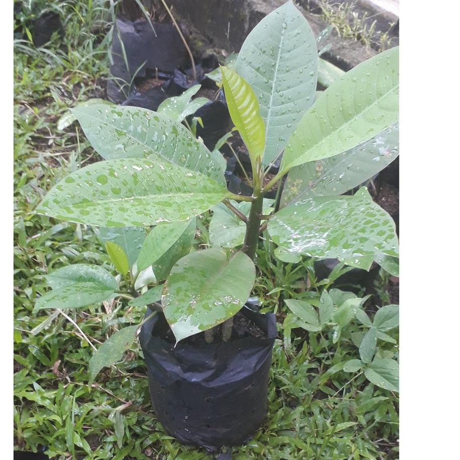 Jual [PROMO SYE57] Bibit Tanaman Hias Kamboja Bali Bunga Kuning - Pohon Kamboja Bali Harga Murah ...