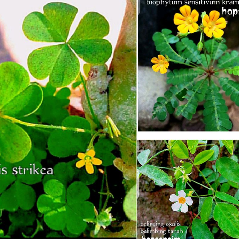Jual tanaman Oxalis Daun Asam Kecil herbal Calincing Krambilan ...