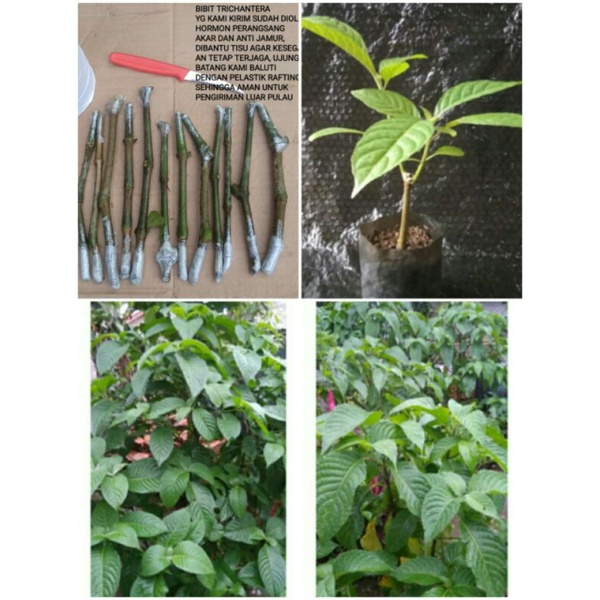 Jual BIBIT STEK TRICHANTERA GIGANTEA/KETUM AYAM PAKAN TERNAK | Shopee ...