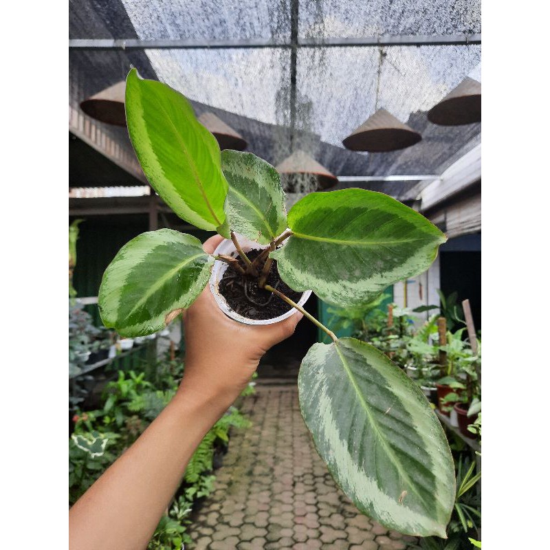 Jual Calathea Gecko (5 Daun) | Shopee Indonesia