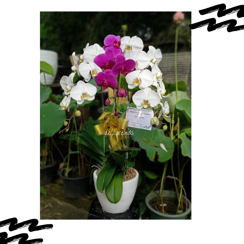 Anggrek Bulan Dewasa Rangkaian 3 Pohon Harga Termasuk Pot warna Putih ...