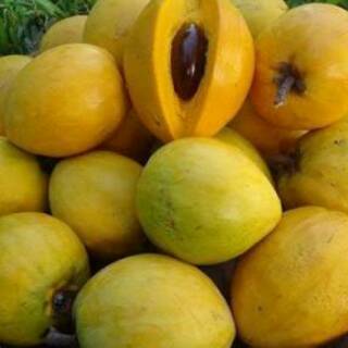 Jual Buah alkesah - Sawo mentega / Alkesah | Shopee Indonesia