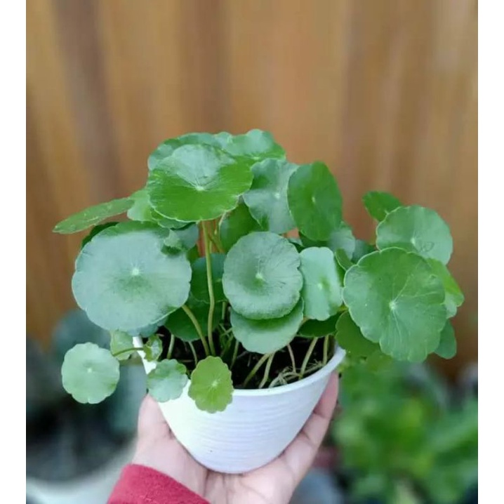 Jual tanaman herbal obat murah berkualitas terjamin akarnya tanaman ...