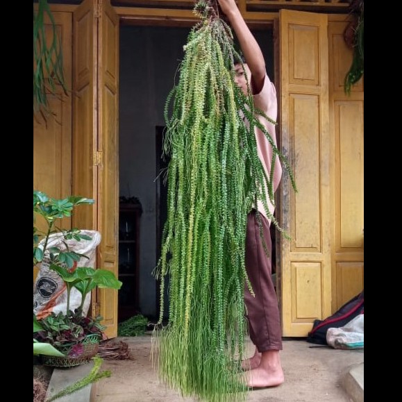 Jual TANAMAN HIAS KUMPAI / RUMPAI HUPERZIA TERIMBUN DAN TERPANJANG -+ 1 ...