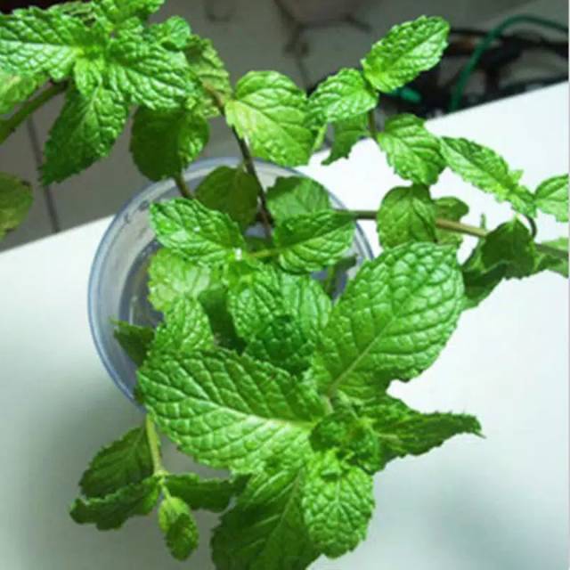 Jual 10 Biji Tanaman Herbal Mint | Shopee Indonesia