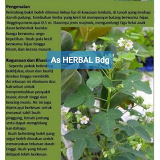 Jual Daun Belimbing Tanah atau Calincing Segar 250 gram | Shopee Indonesia