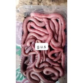 Jual CACING NIPAH UMPAN ANDALAN GALATAMA KOLAM DAN LAUT | Shopee Indonesia