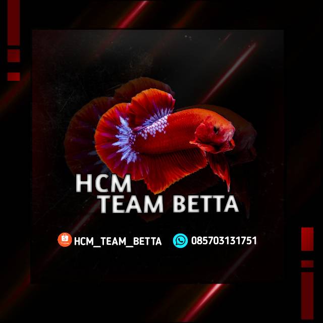 Produk Hcm team betta | Shopee Indonesia