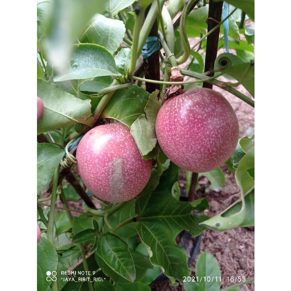 Jual pohon markisah madu merah/manis nyess | Shopee Indonesia