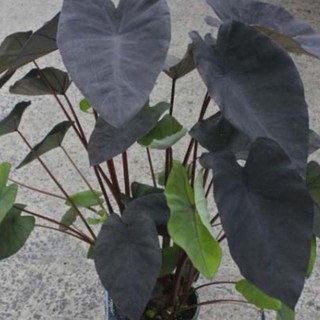 Jual Tanaman Keladi Hitam#Talas Hitam# Black Sente/hitam-sente # ...