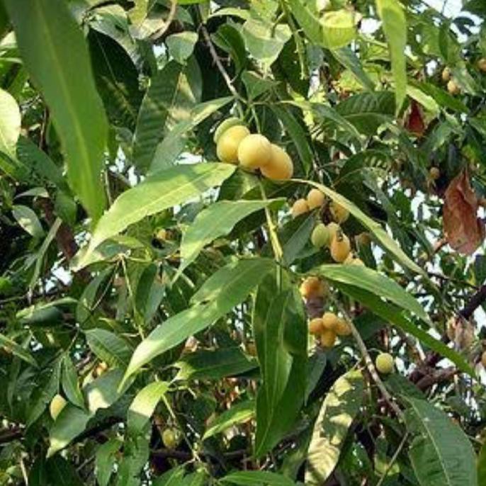 Jual BIBIT POHON GANDARIA/BUAH JATAKE | Shopee Indonesia