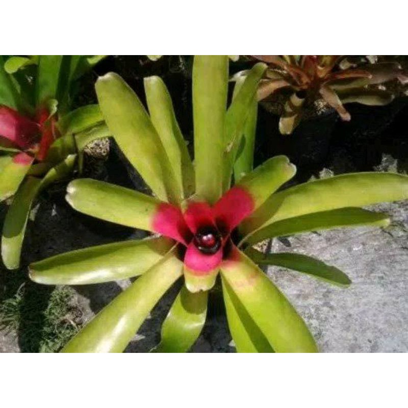 Jual tanaman bromelia termurah | Shopee Indonesia