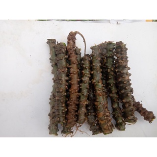 Jual paket batang pohon antawali | Shopee Indonesia
