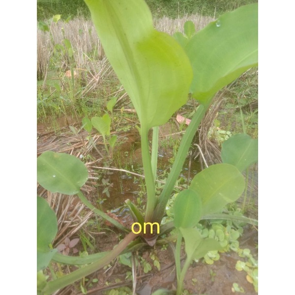 Jual bibit genjer pohon gendot sawah | Shopee Indonesia