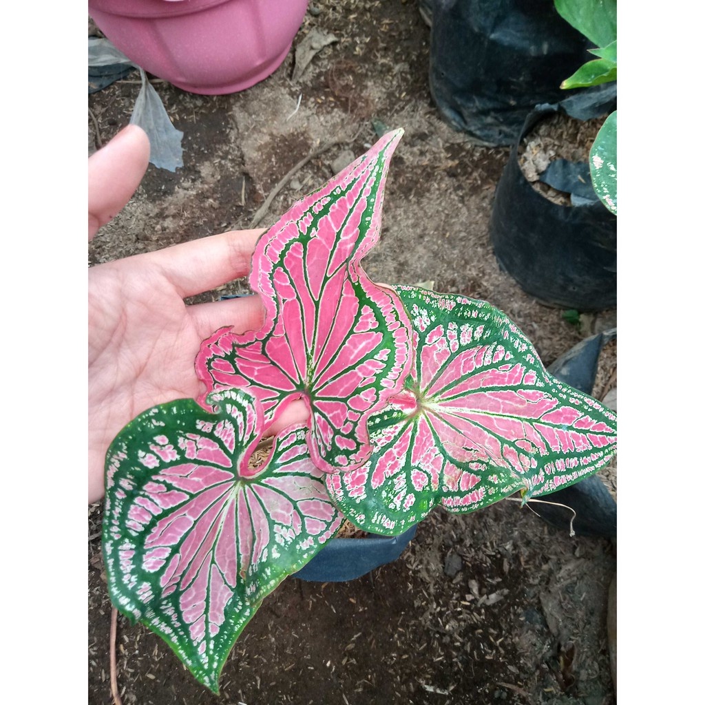 Jual Tanaman Hias Bunga Keladi wayang - caladium wayang | Shopee Indonesia Jual Tanaman Hias Bunga Keladi wayang - caladium wayang | Shopee Indonesia