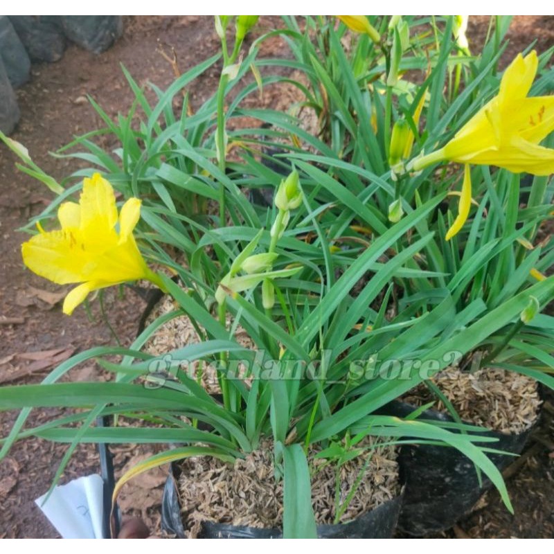 Jual Tanaman hias pohon bakung lili/lily day/bunga kuning/lily day ...