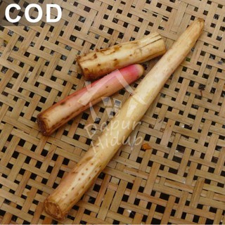 Jual Akar Pinang / akar jambe 1 kg | Shopee Indonesia