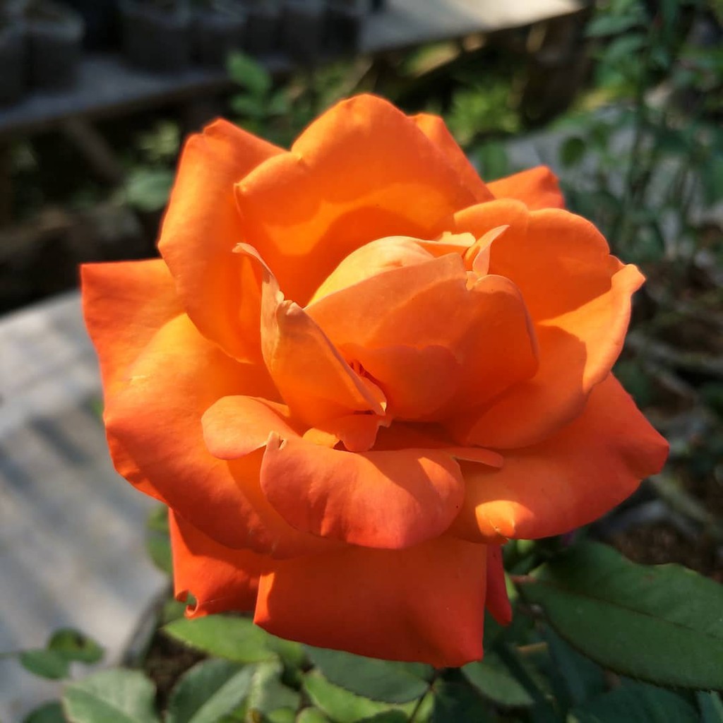 Jual Tanaman Mawar Orange | Shopee Indonesia