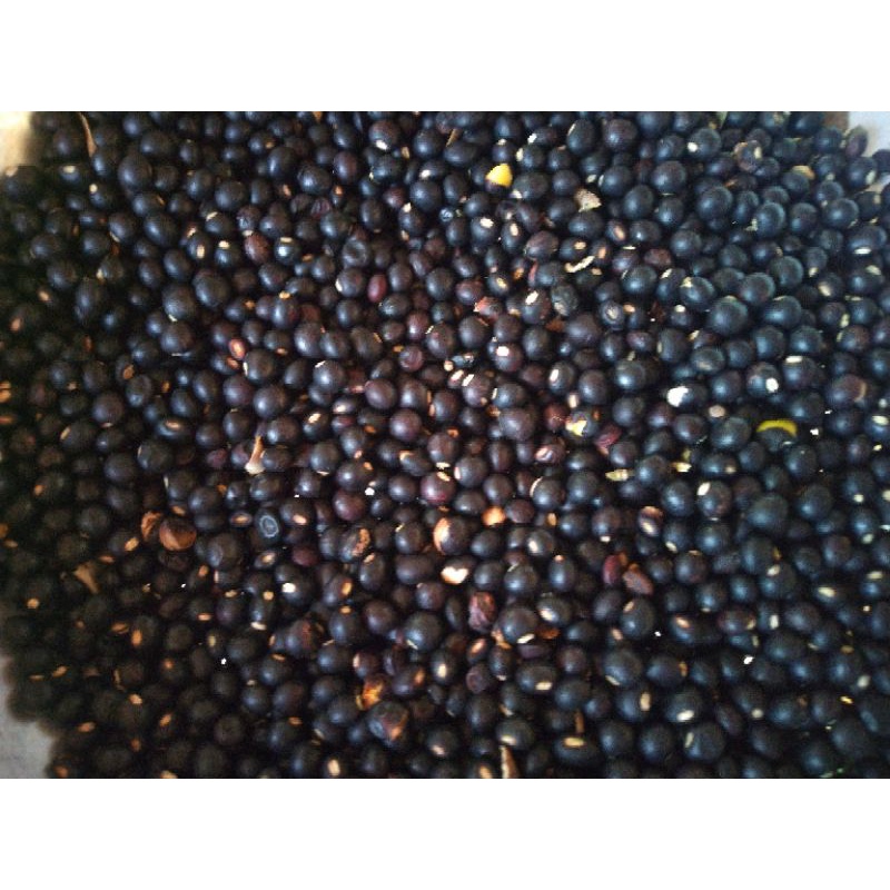 Jual Bibit Pohon Undis atau Biji Undes atau Bibit Kacang Undis Atau ...