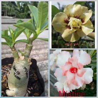 Jual Bibit bunga adenium/Kamboja Jepang 1 pohon 2 warna-adenium bunga ...