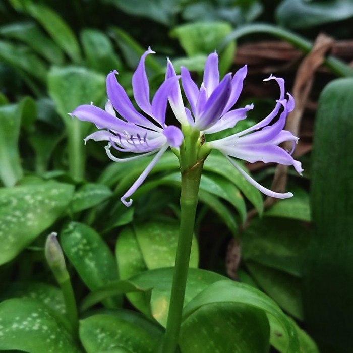 Kumpulan 20+ Tanaman Bunga Berwarna Ungu Terbaru - Informasi Seputar ...