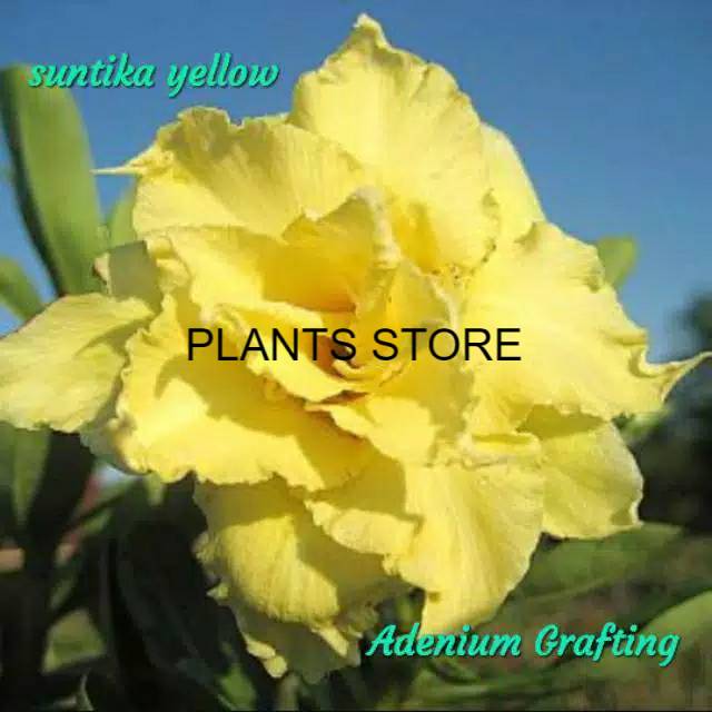 Jual Adenium bunga tumpuk "Suntika Yello" PLANTS STORE | Shopee Indonesia